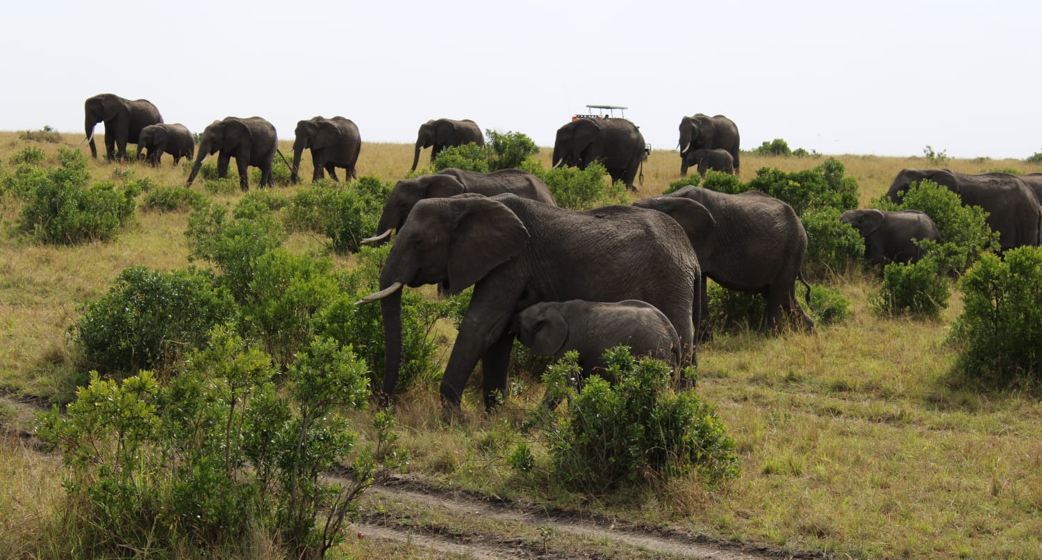 SAWA SAWA's Impact on Wildlife Conservation – sawasawausa